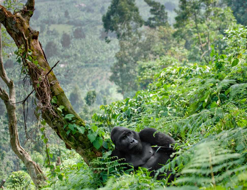 Living in Rwanda guide: Everything you need to know to move and settle ...