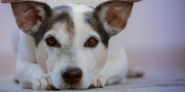 All you need to know about the pet culture in Mauritius