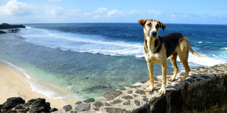 Pet culture in Mauritius