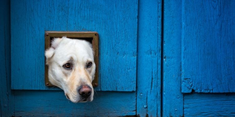 How to relocate to France with your pet - France Guide - Expat.com