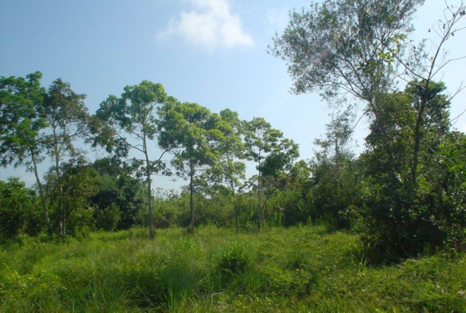 Magnifiques lots de façade sur la rivière sittee, Terrain à vendre ...