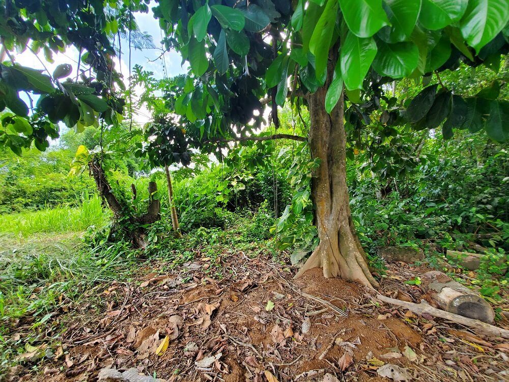 9.41 acres à vendre à sittee river, bélize, Terrain à vendre Hopkins ...