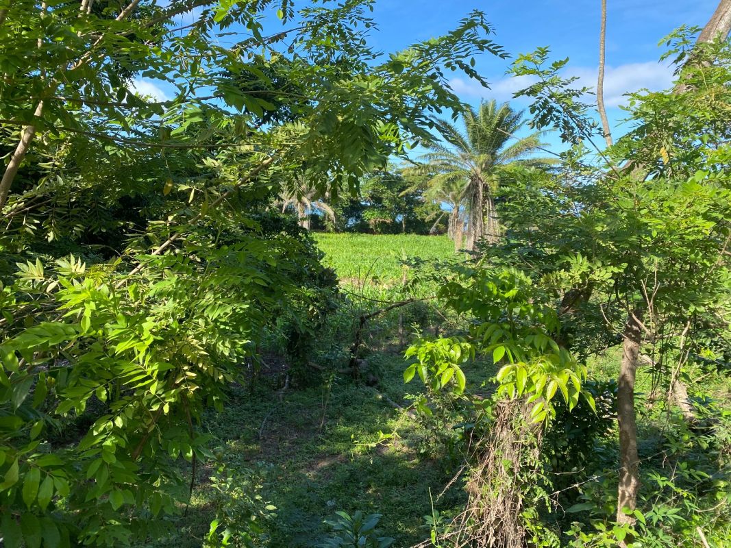 Direct beachfront for sale balfate honduras, Land for sale Balfate ...