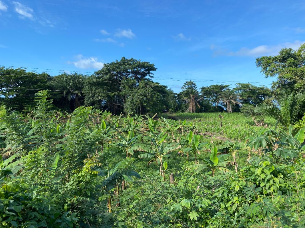 Direct beachfront for sale balfate honduras, Land for sale Balfate ...