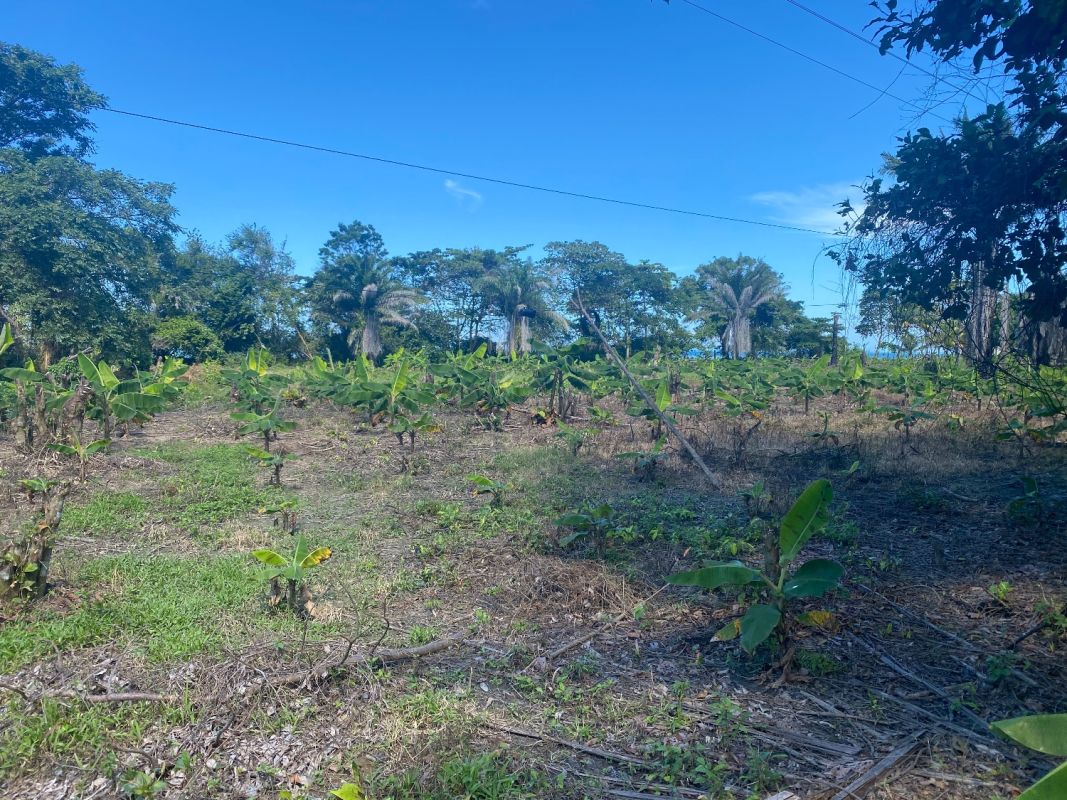 Direct beachfront for sale balfate honduras, Land for sale Balfate ...