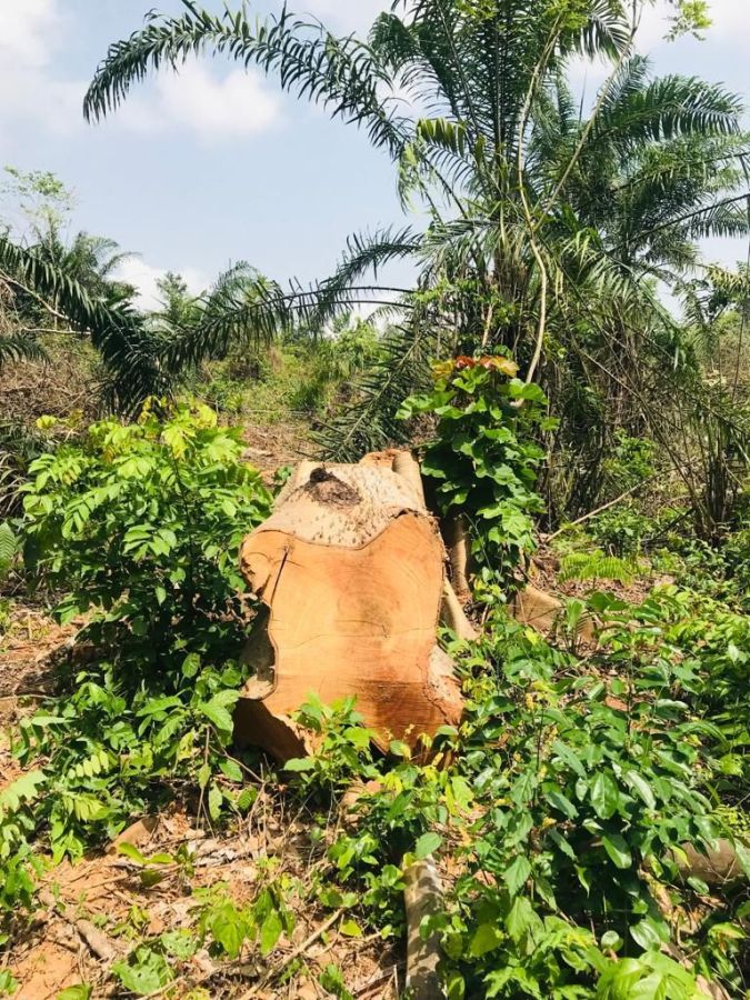 Location parcelle 02 hectares à anyama, Autre bien à louer Anyama ...